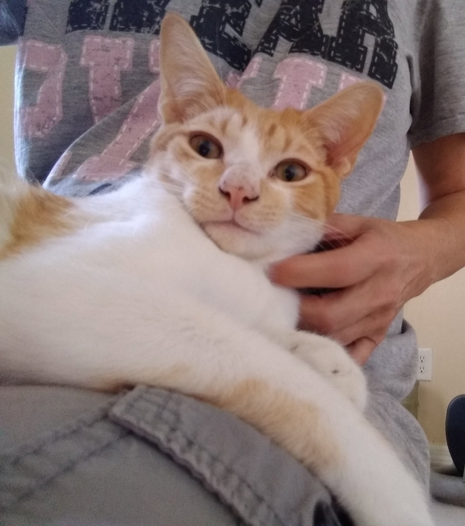 Cats for Adoption in Marco Island, Florida | Alpha Paw