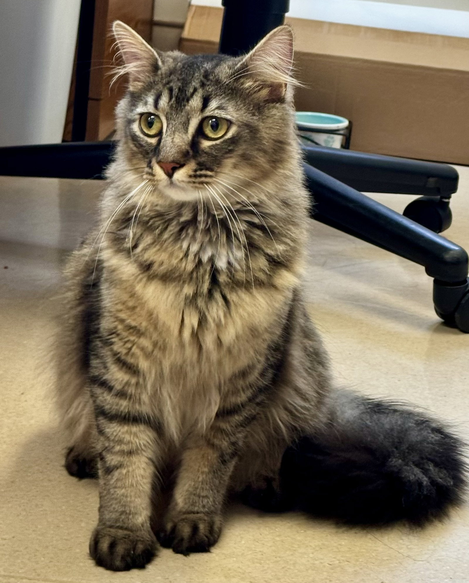 Cats for Adoption in Southeast Arcadia, Florida | Alpha Paw