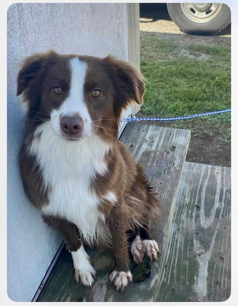 Dog for Adoption - Milo the Great (Benefactor Dog), a Australian ...