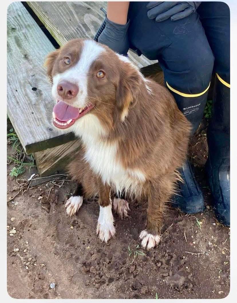 Dog for Adoption - Milo the Great (Benefactor Dog), a Australian ...