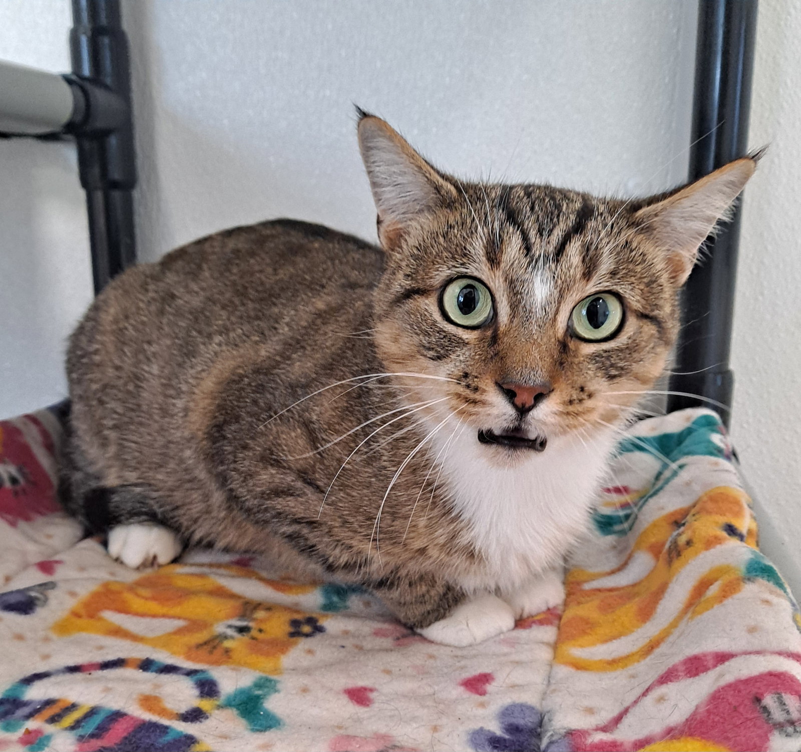 Cat adoption in Bay City, MI 48706: Domestic Short Hair (short coat ...