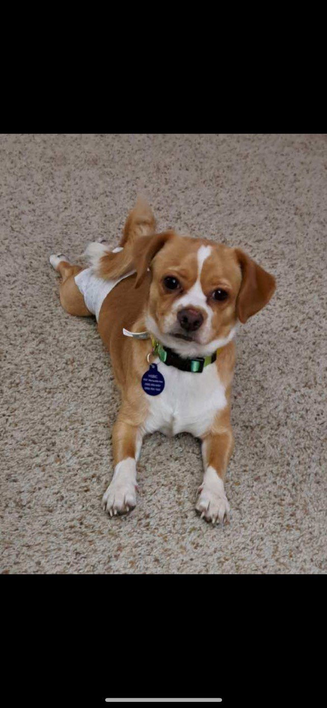 Dog adoption in Bay City, MI 48706: Chihuahua / Cavalier King Charles ...