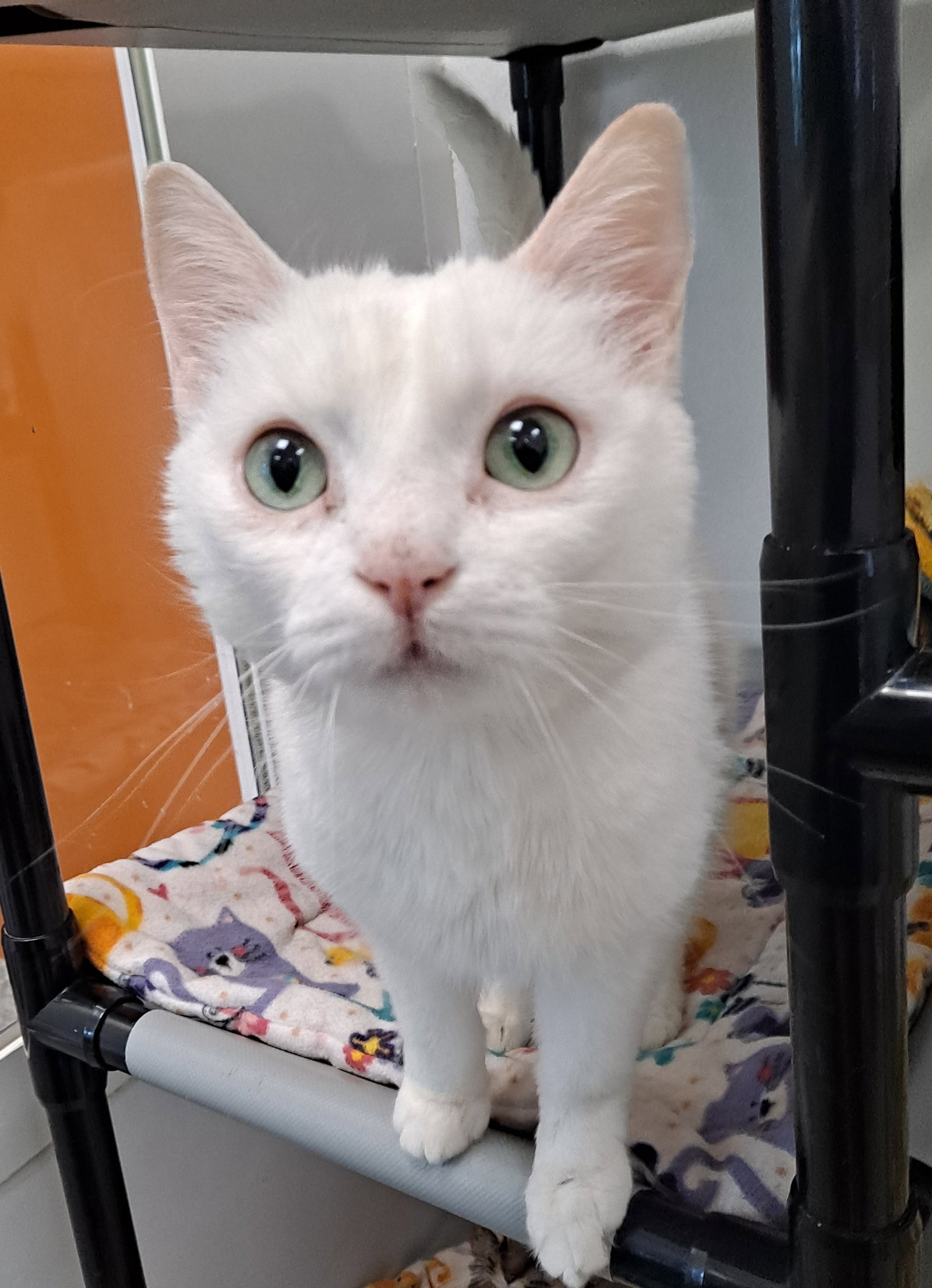 Cat adoption in Bay City, MI 48706: Domestic Short Hair / Mixed (short ...