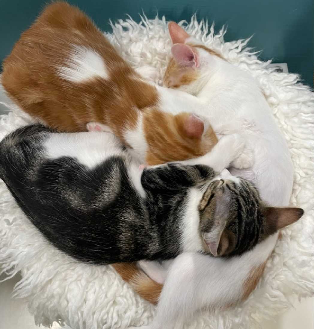 Cat adoption in Los Angeles, CA 90039: Tabby / Domestic Short Hair ...
