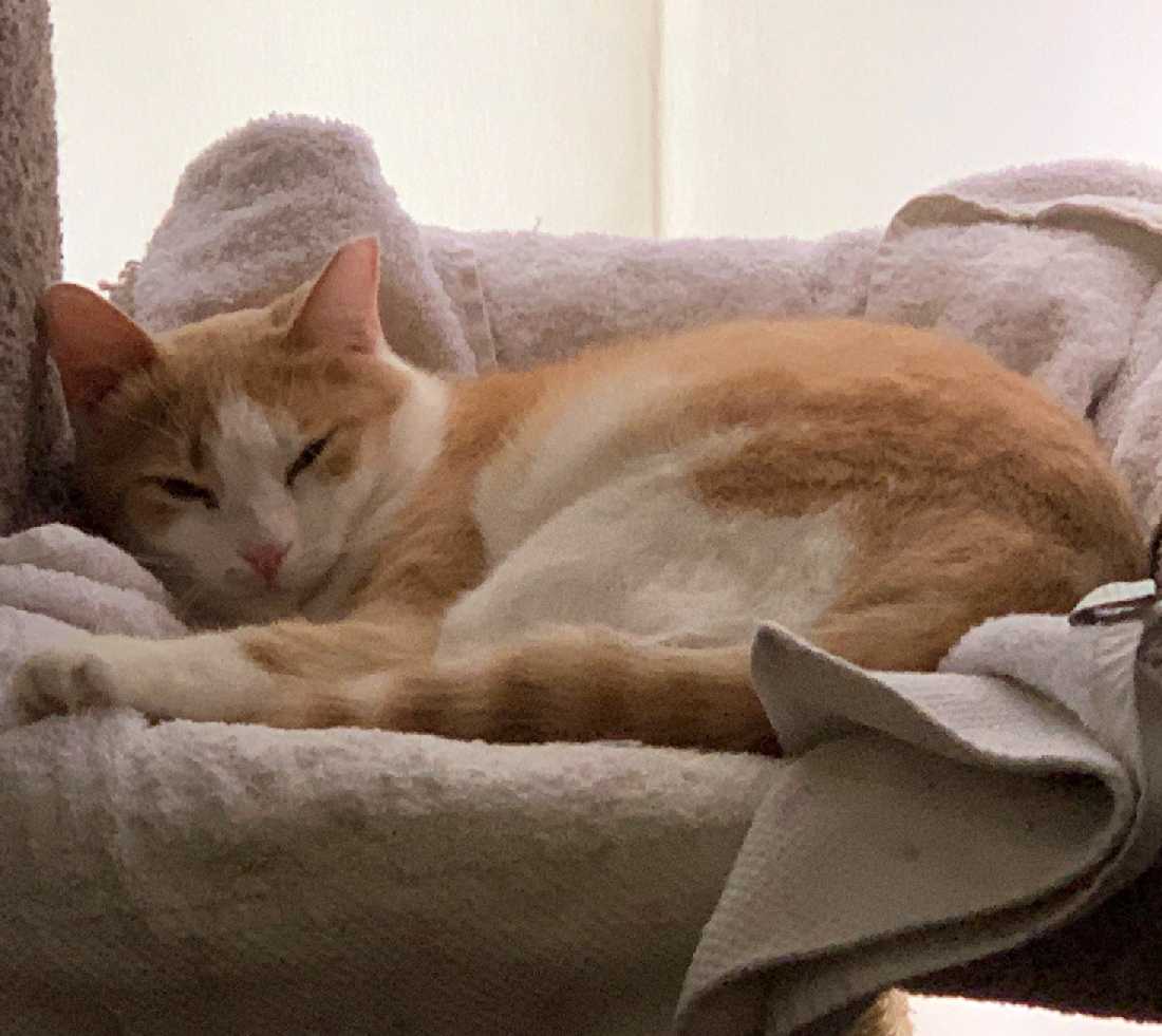 Cats for Adoption in Carson, California | Alpha Paw