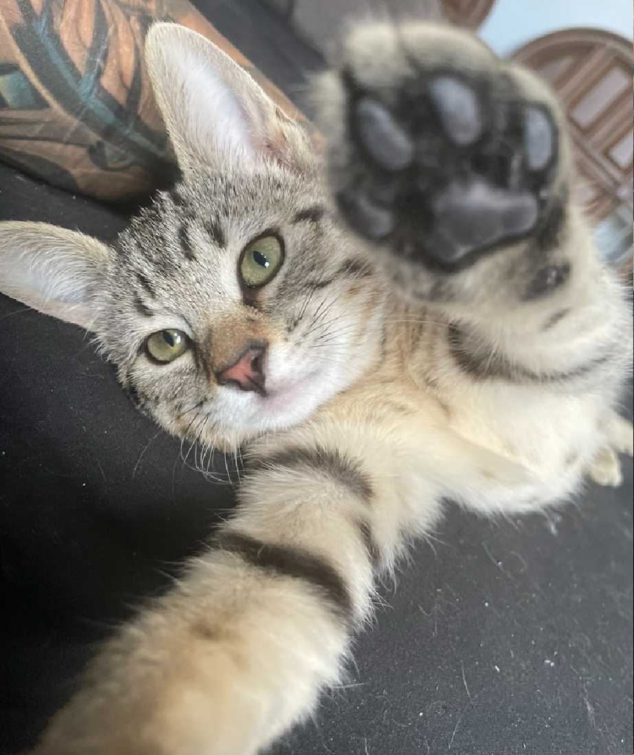 Cats for Adoption in Paramount, California | Alpha Paw