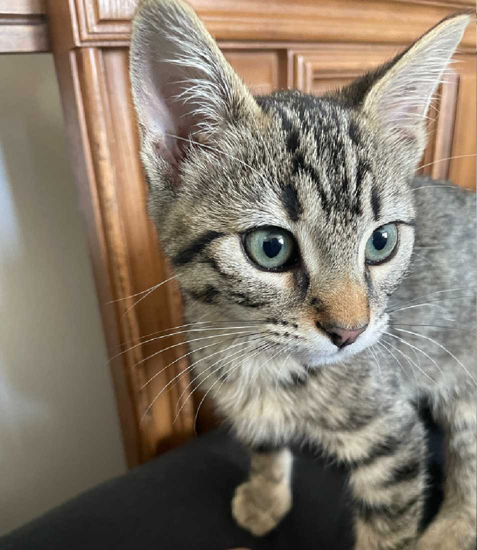 Cats for Adoption in Paramount, California | Alpha Paw