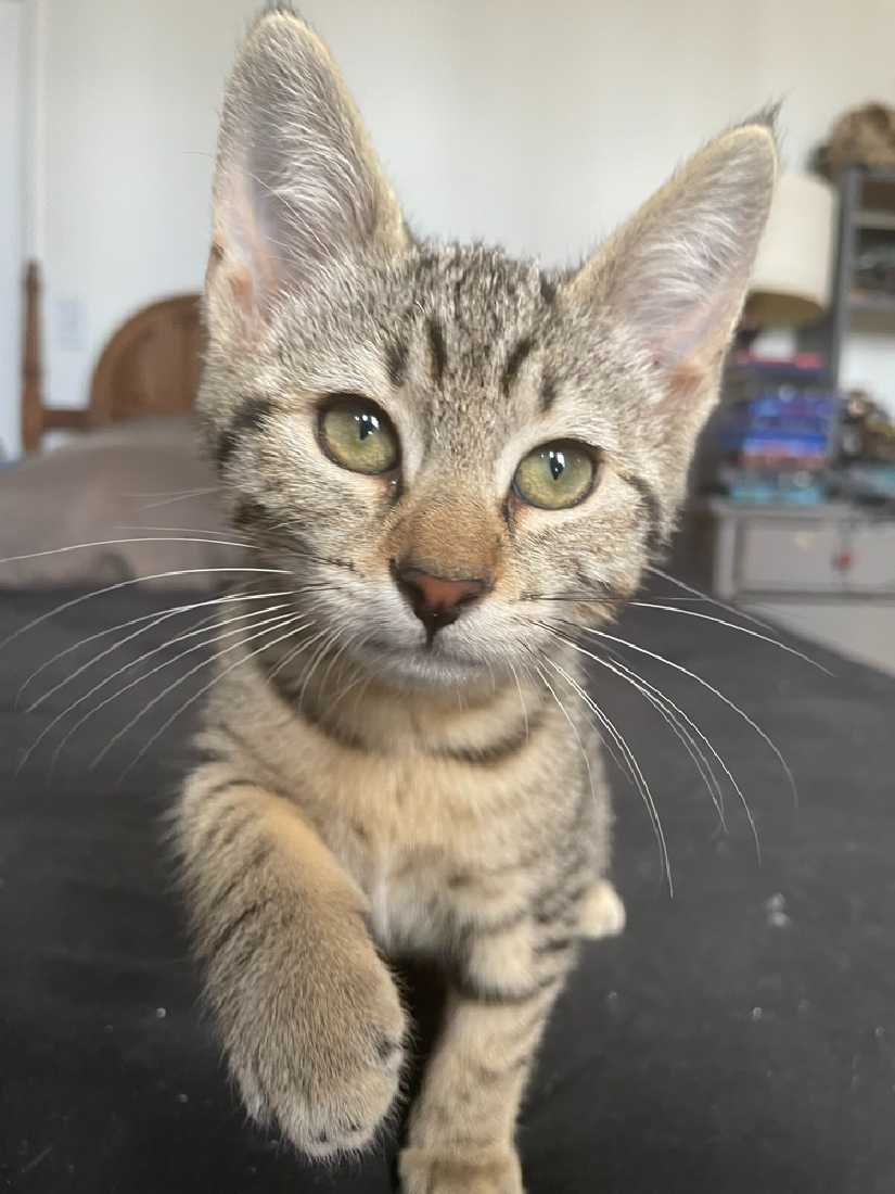 Cats for Adoption in Pasadena, California | Alpha Paw