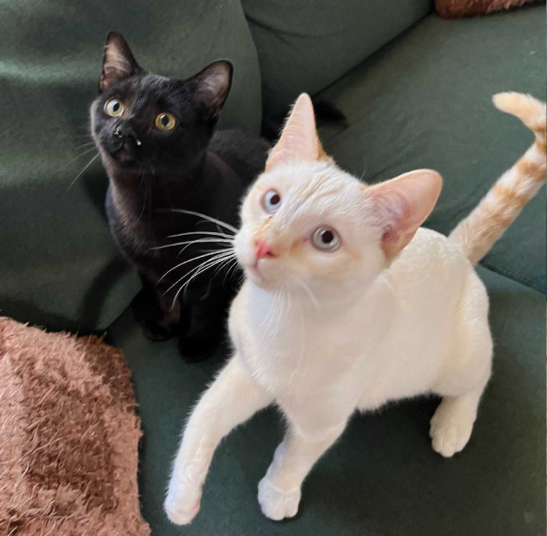 Cats for Adoption in Los Angeles, California | Alpha Paw
