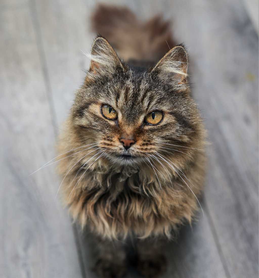 Cats for Adoption in Agua Dulce, California | Alpha Paw