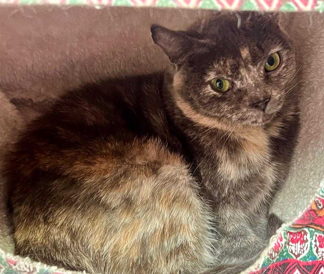 Cats for Adoption in Simi Valley, California | Alpha Paw