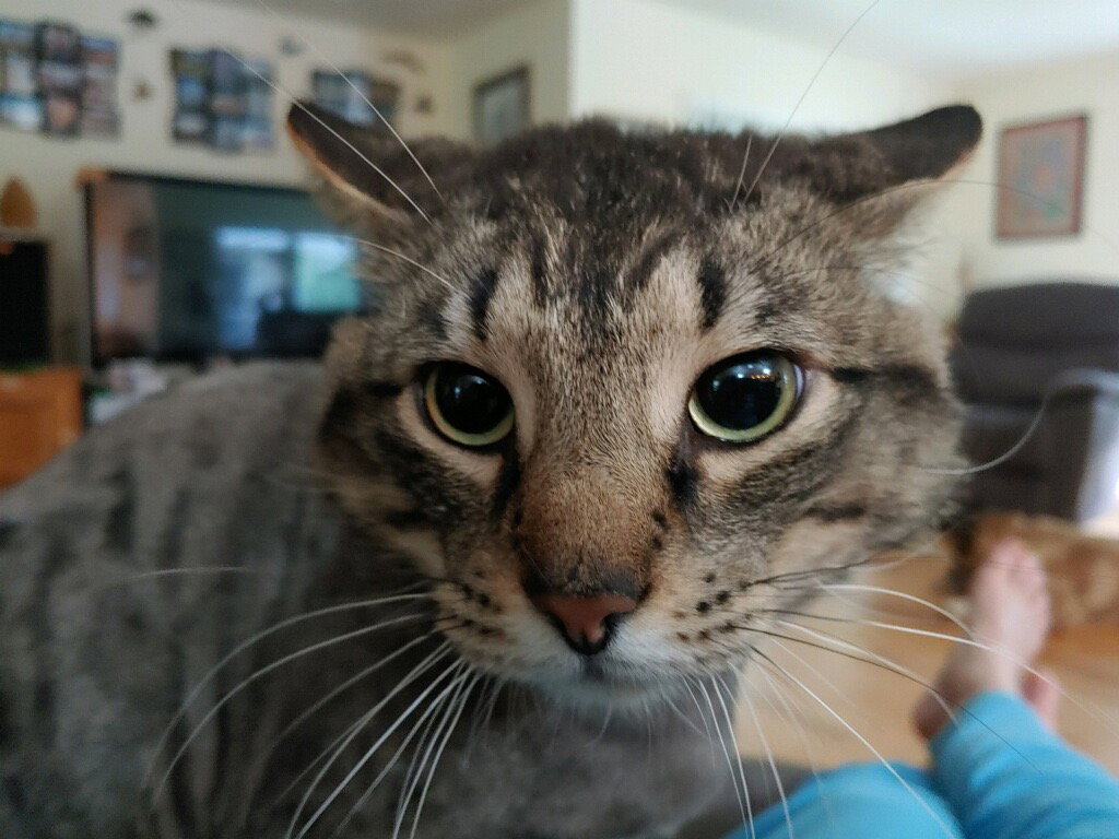 Cats for Adoption in Crossville, Alabama | Alpha Paw
