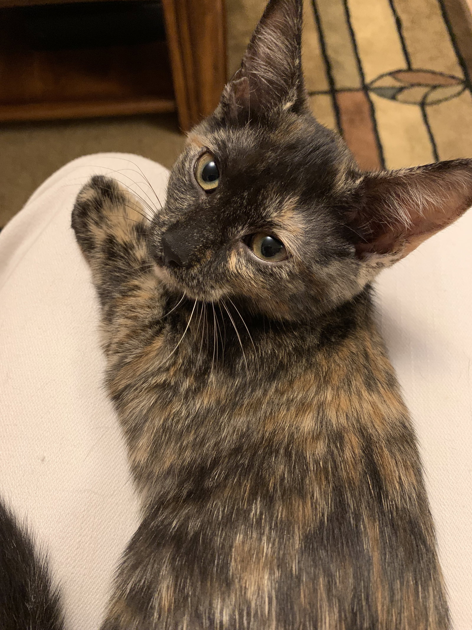 Cats for Adoption in Saint Francois County, Missouri | Alpha Paw