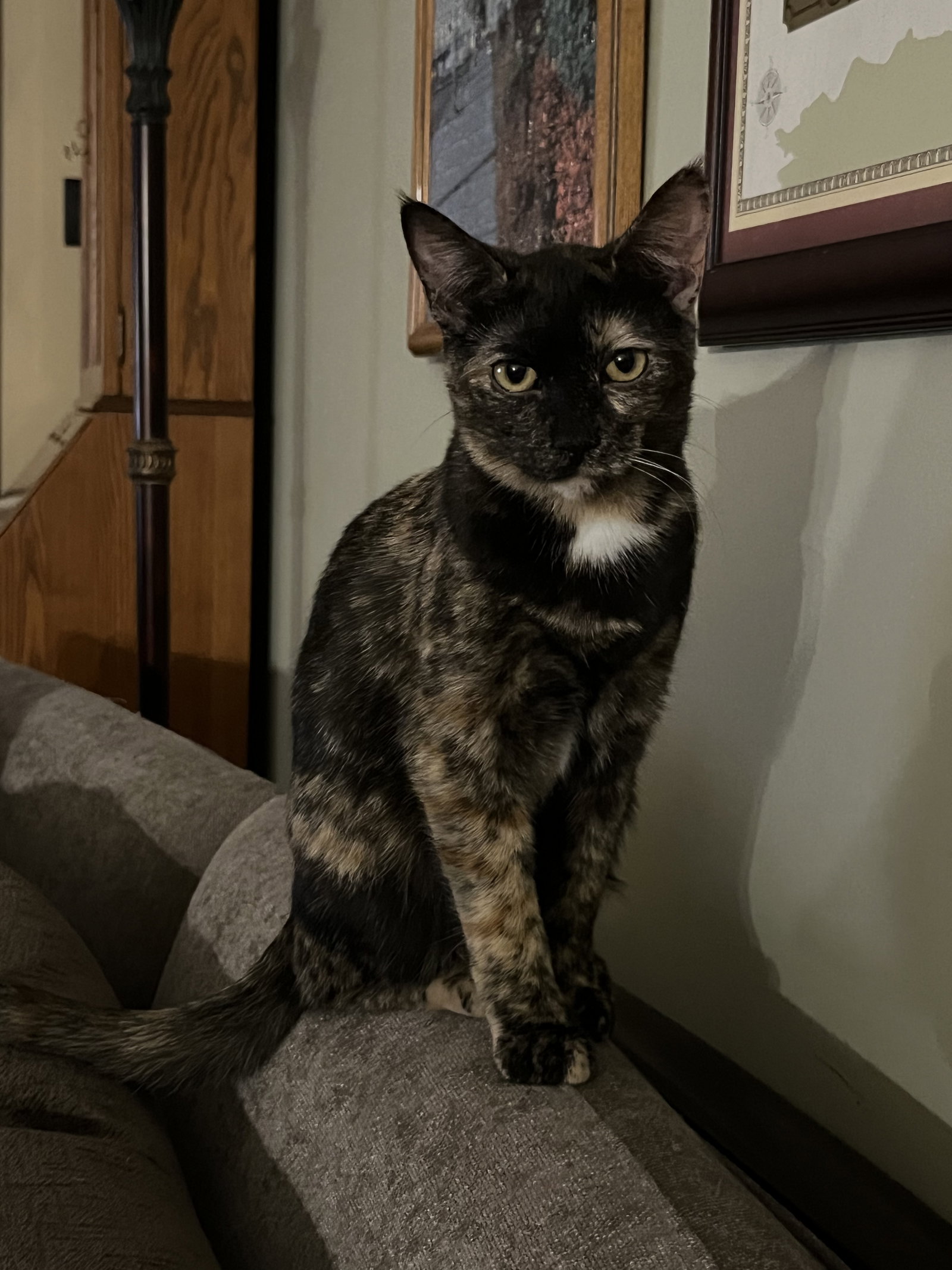 Cats for Adoption in Saint Francois County, Missouri | Alpha Paw