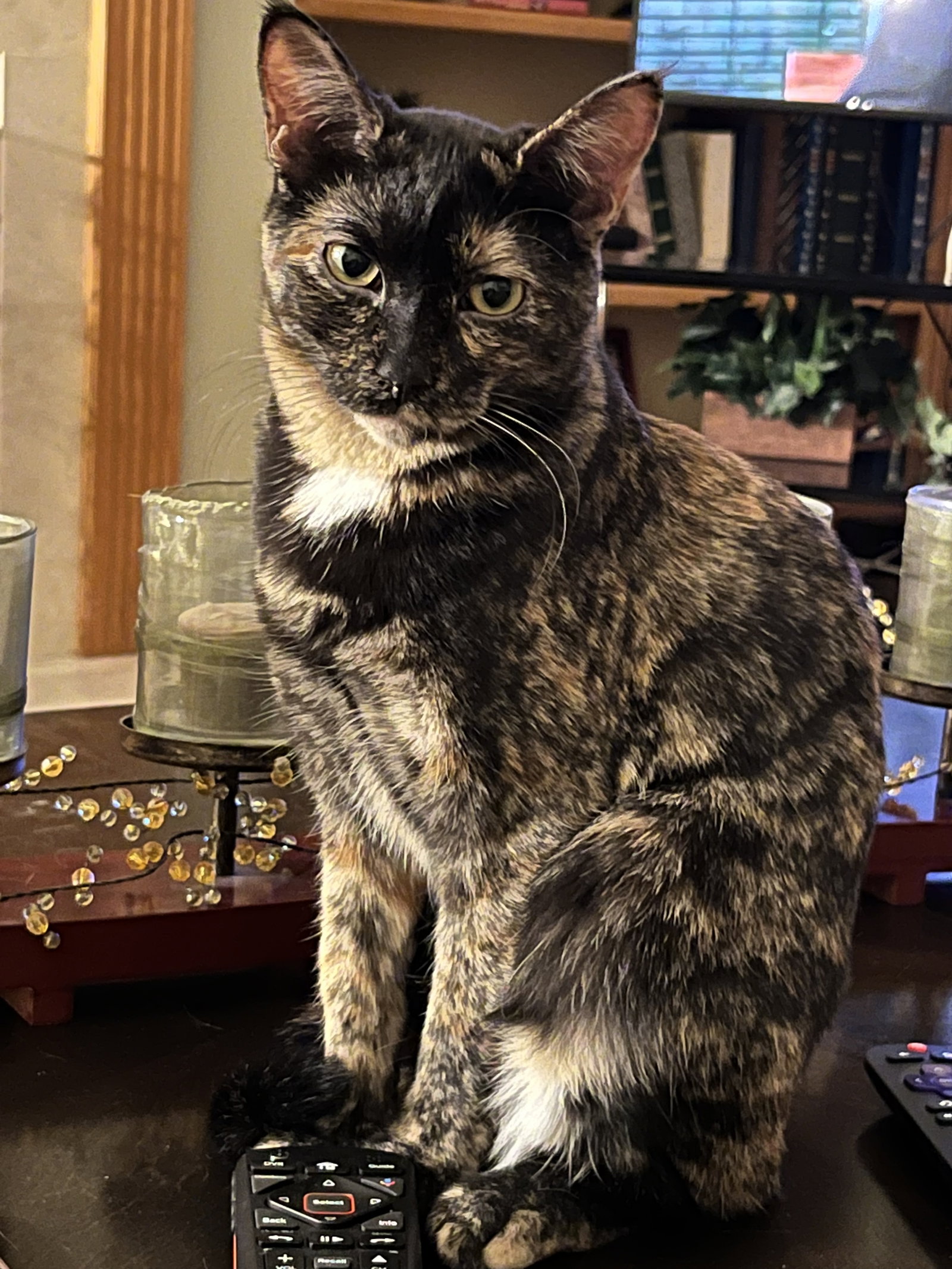 Cats for Adoption in Saint Francois County, Missouri | Alpha Paw