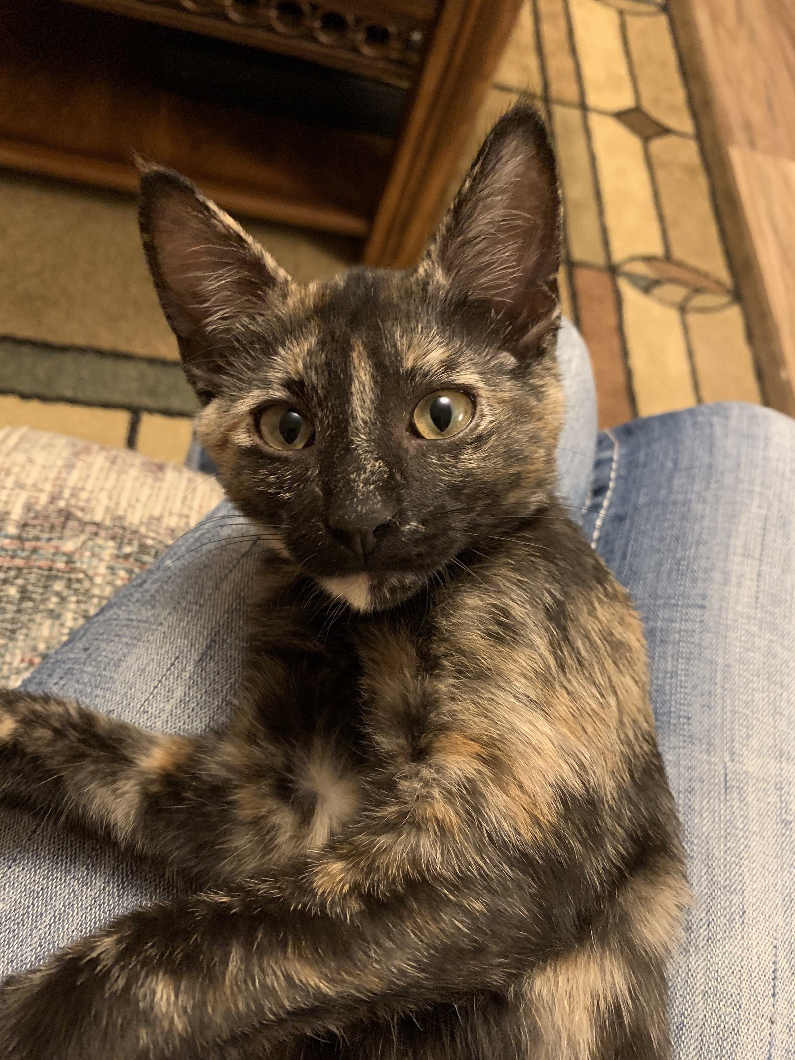Cats for Adoption in Potosi, Missouri | Alpha Paw
