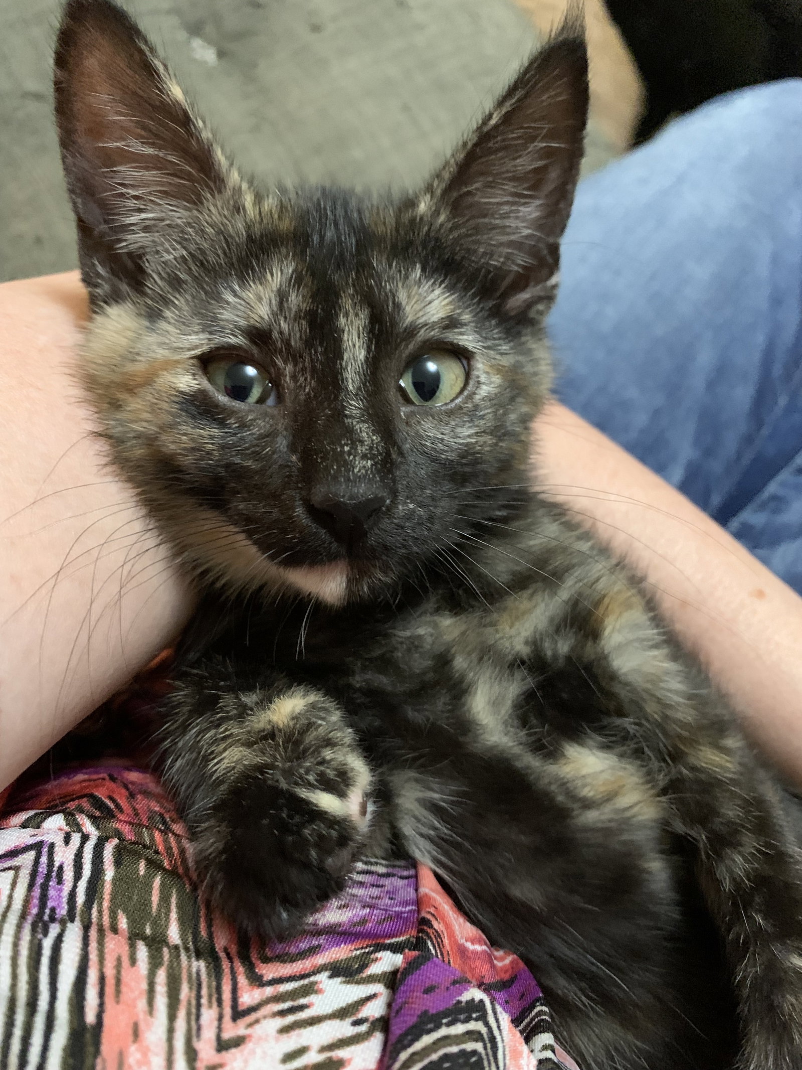 Cats for Adoption in Potosi, Missouri | Alpha Paw
