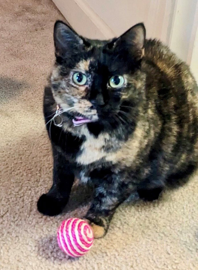 Cats for Adoption in Saint Francois County, Missouri | Alpha Paw