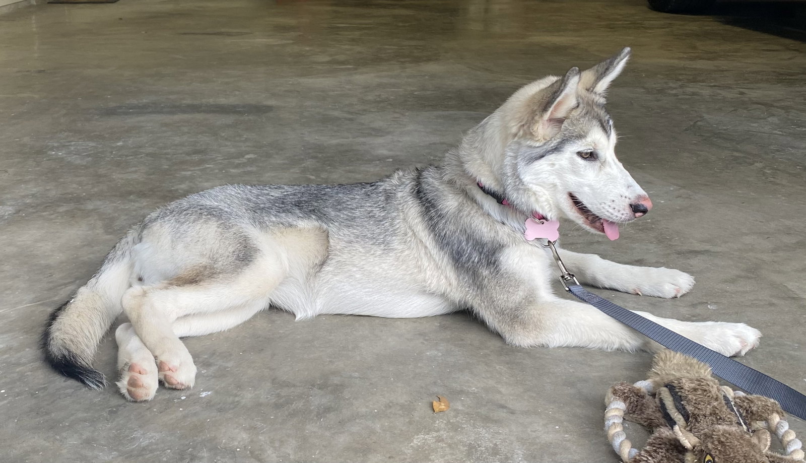 Dog for Adoption - Yuki, a Husky in Lackland Air Force Base, TX | Alpha Paw