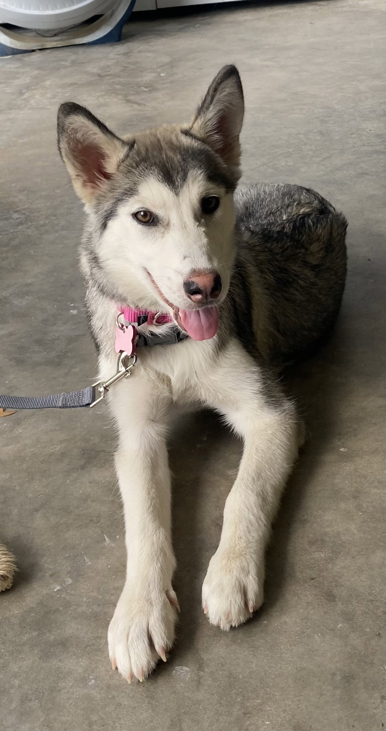 Dog for Adoption - Yuki, a Husky in Lackland Air Force Base, TX | Alpha Paw