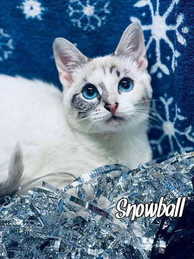 Snowball's Web Page