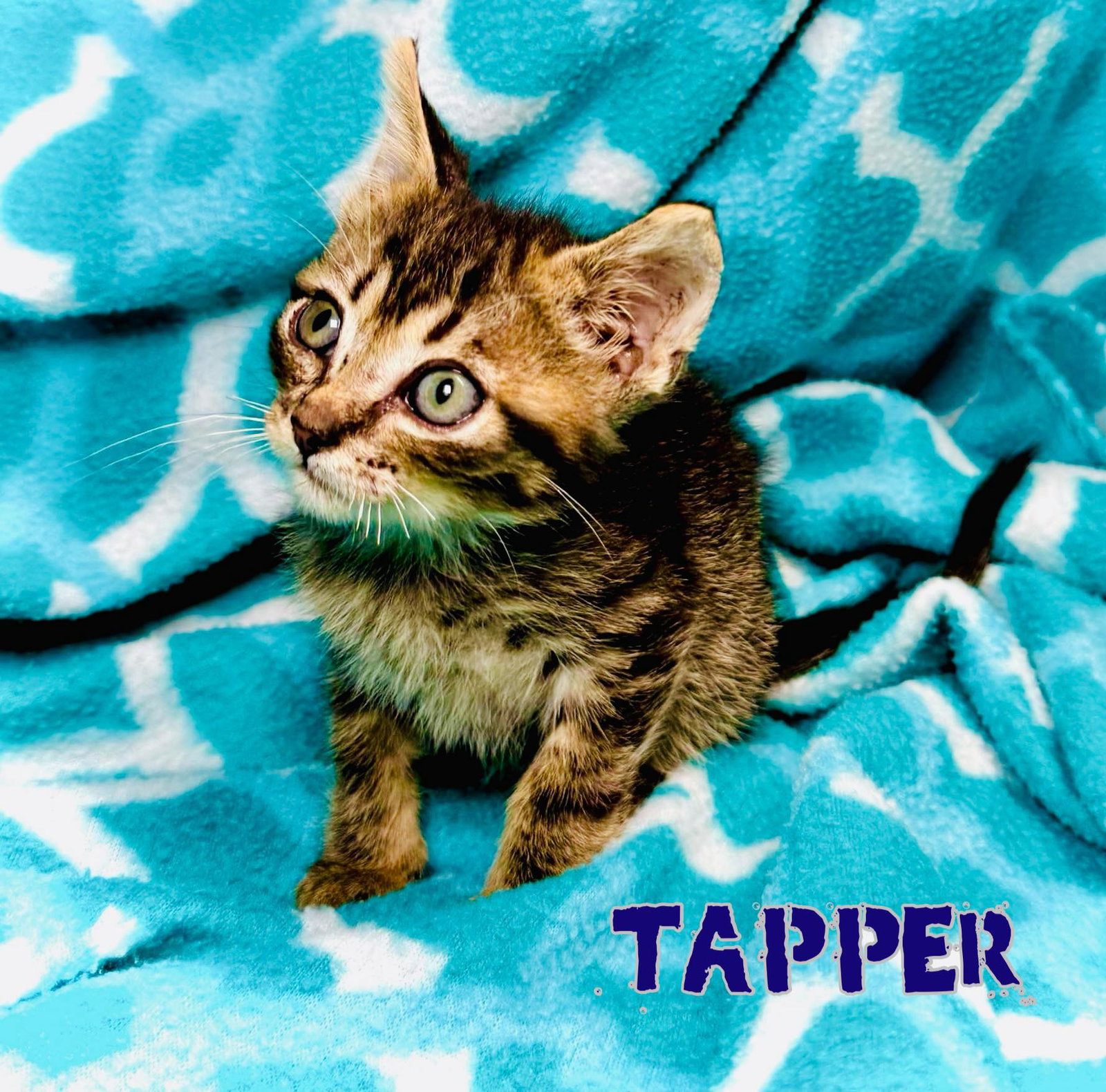 Cats for Adoption in Three Rivers, Texas | Alpha Paw