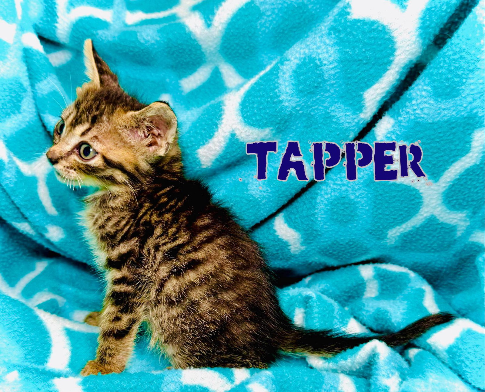 Cats for Adoption in Three Rivers, Texas | Alpha Paw