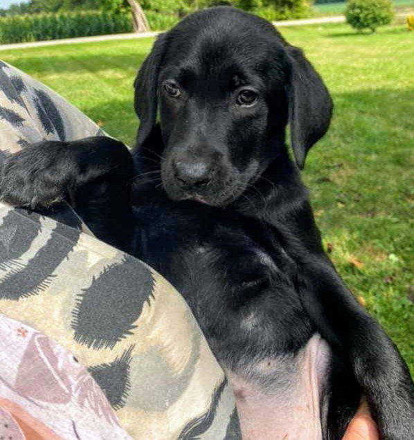 Lab/Hound Mix Litter X (Lex)'s Web Page