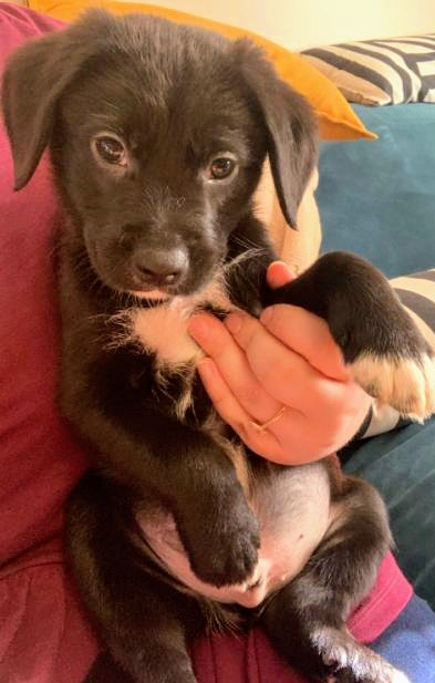Aussie/Beagle/Lab Pup (Oreo)'s Web Page