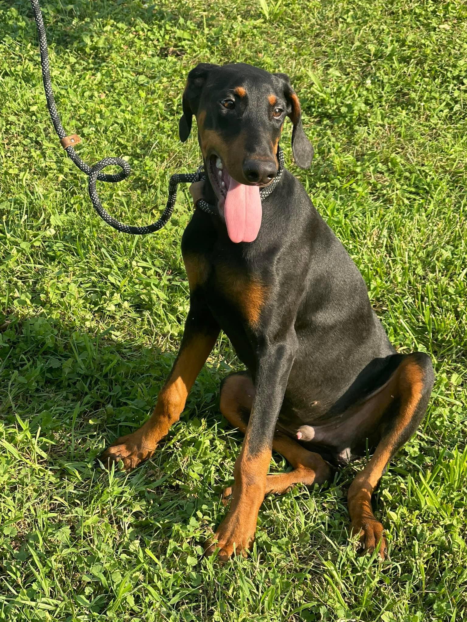 Dog for Adoption - Holton, a Doberman Pinscher in Madison County, OH ...