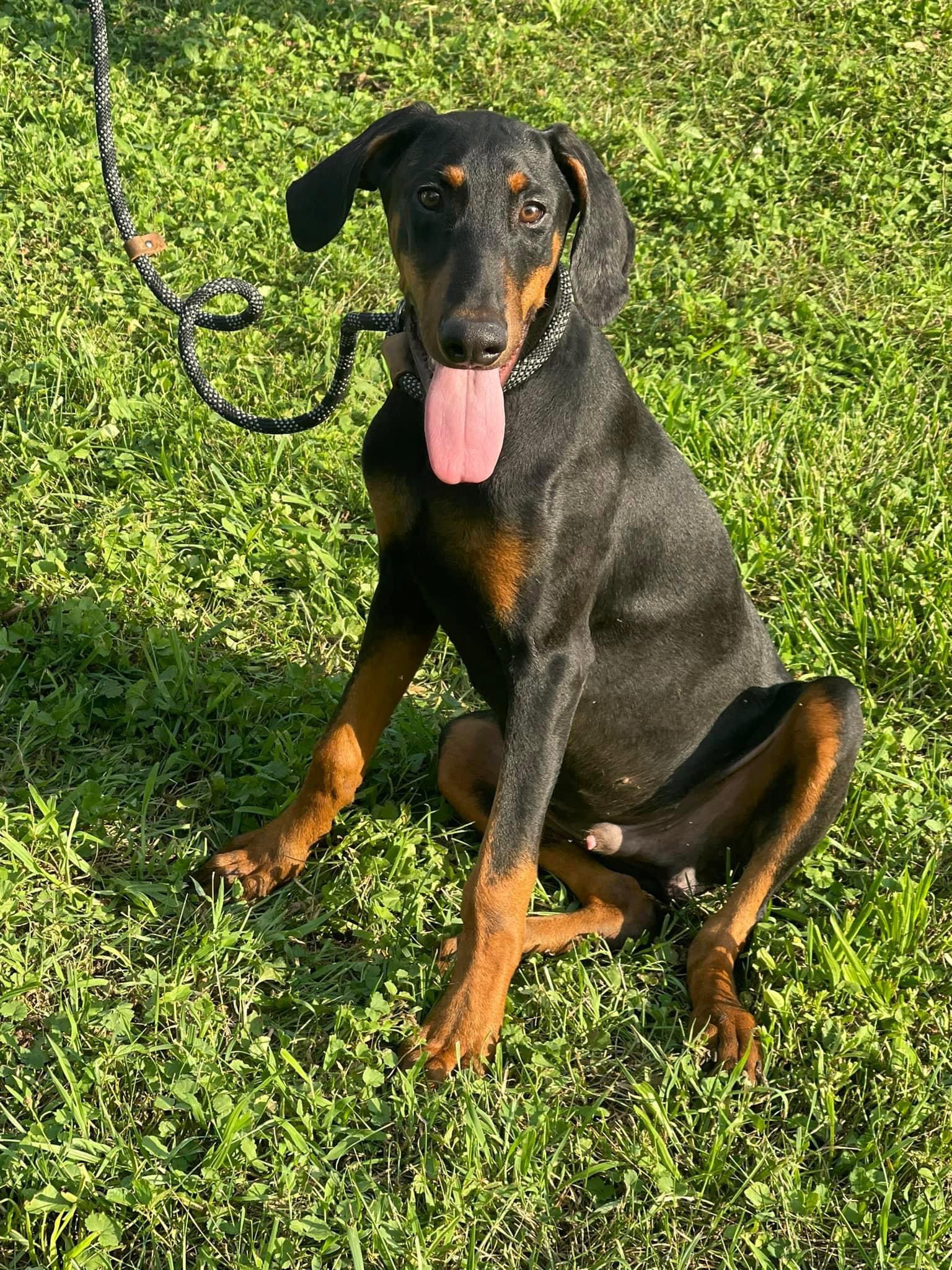 Dog for Adoption - Holton, a Doberman Pinscher in Madison County, OH ...