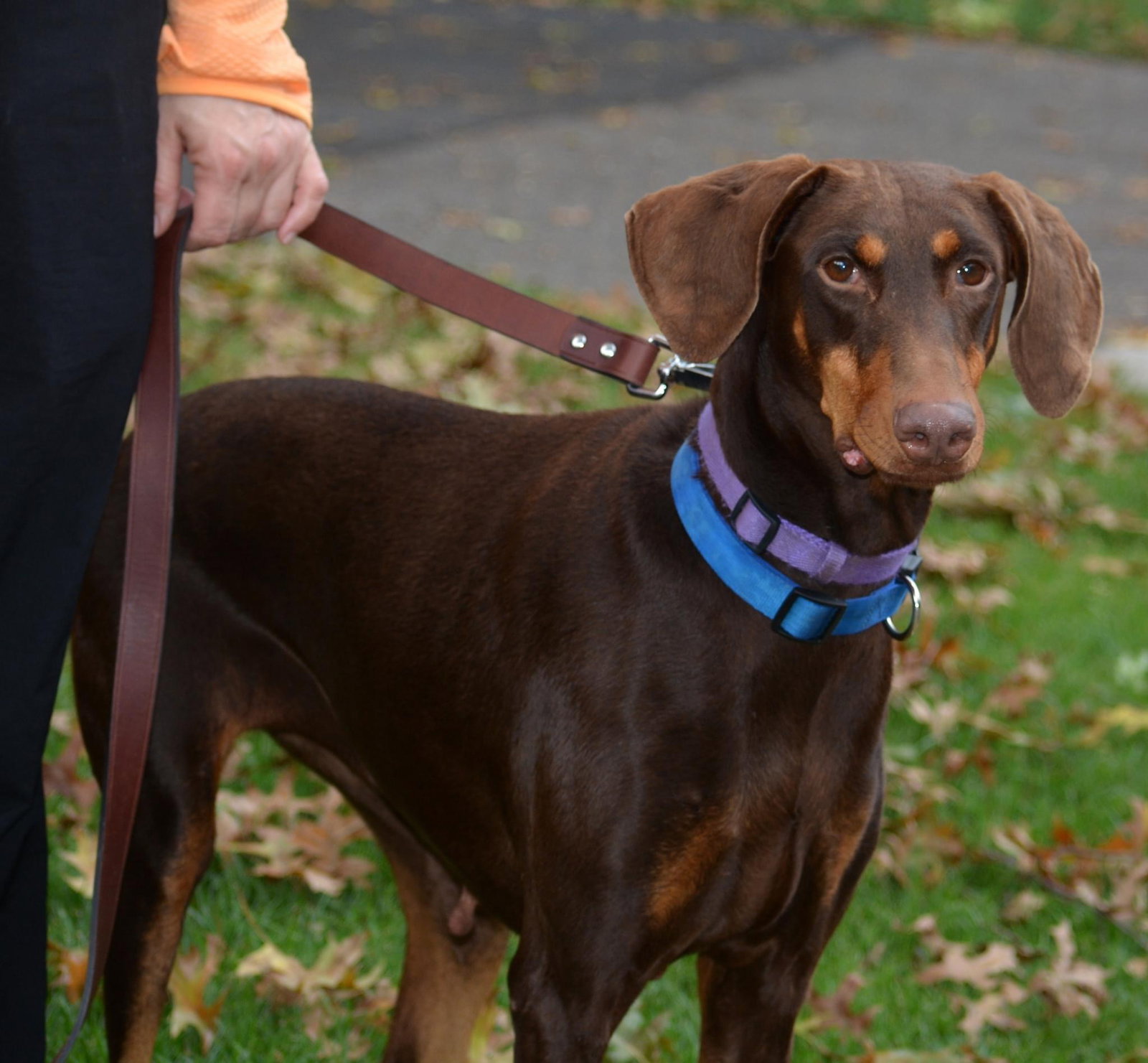 Dog for Adoption - Missy Doberman, a Doberman Pinscher in Columbus, OH ...