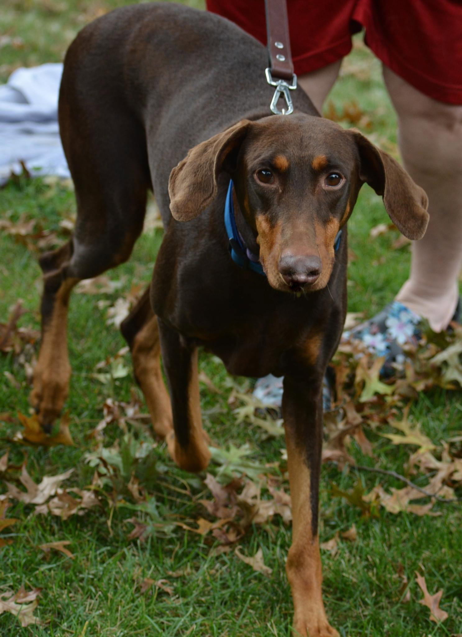 Dog for Adoption - Missy Doberman, a Doberman Pinscher in Columbus, OH ...