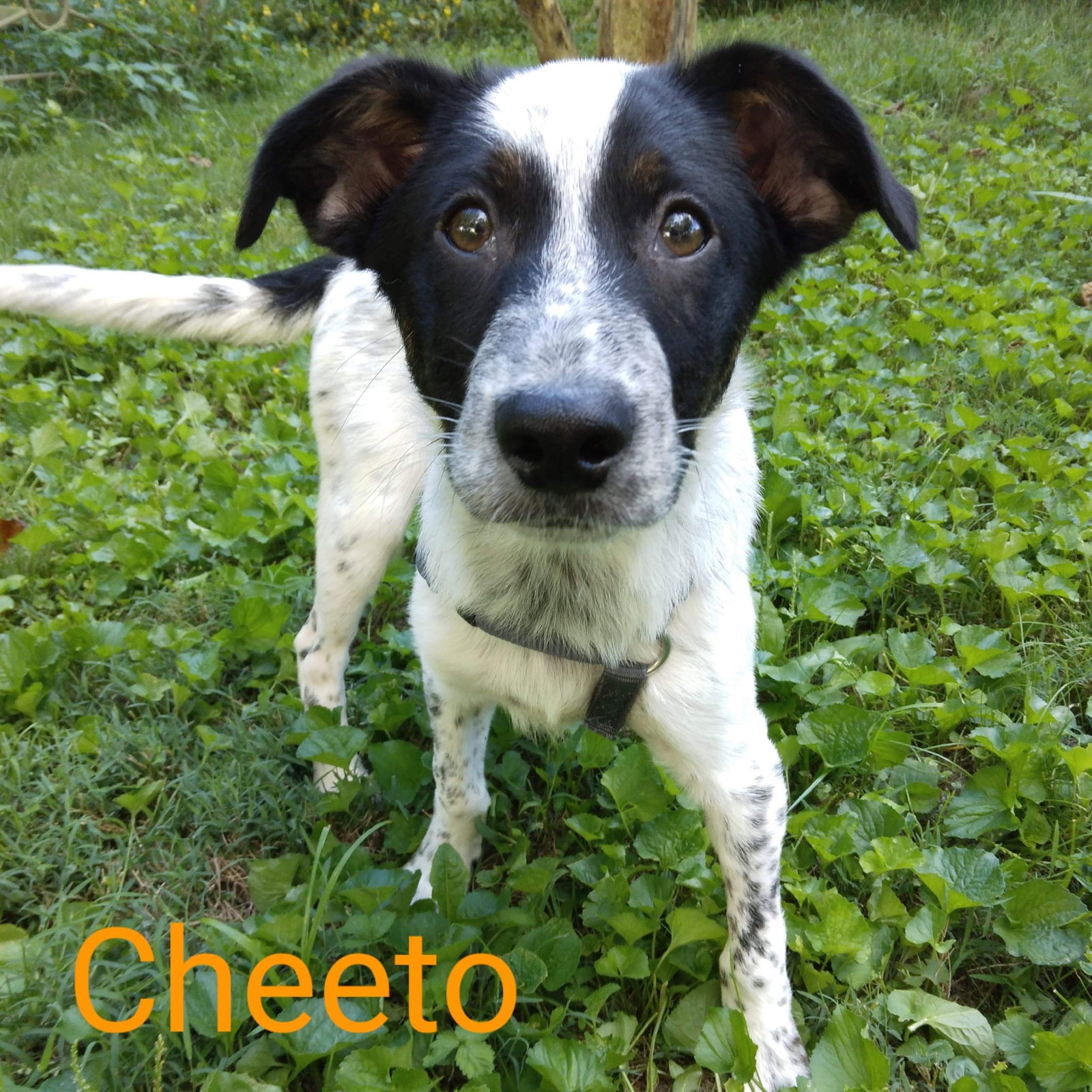 Dog for Adoption - Chip Boys- Cheeto, a English Setter in Pickaway ...