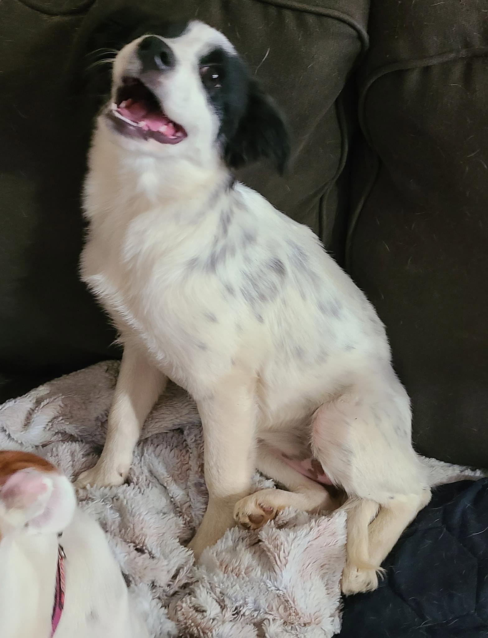 Dog for Adoption - Misses~ Miss Betty, a Border Collie in Madison ...