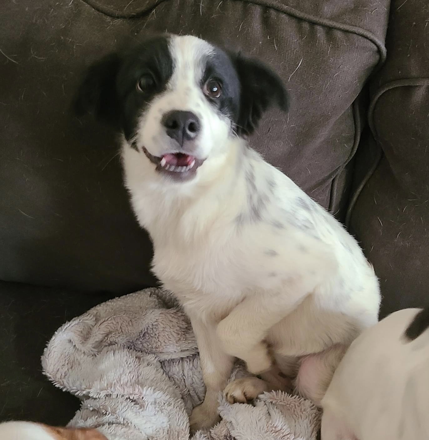 Dog for Adoption - Misses~ Miss Betty, a Border Collie in Madison ...