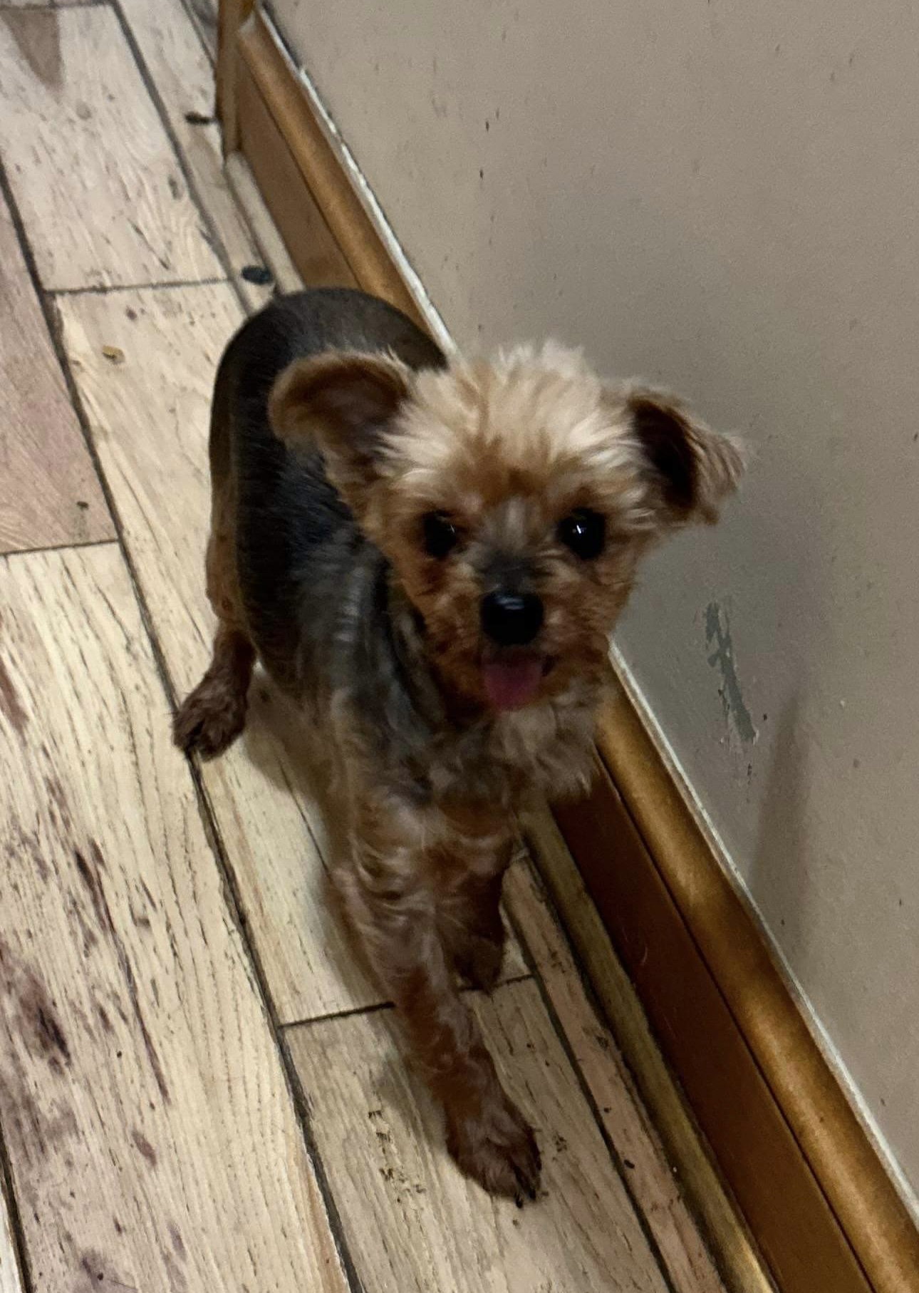 Dog for Adoption - Autumn Sun, a Yorkshire Terrier Yorkie in Licking ...
