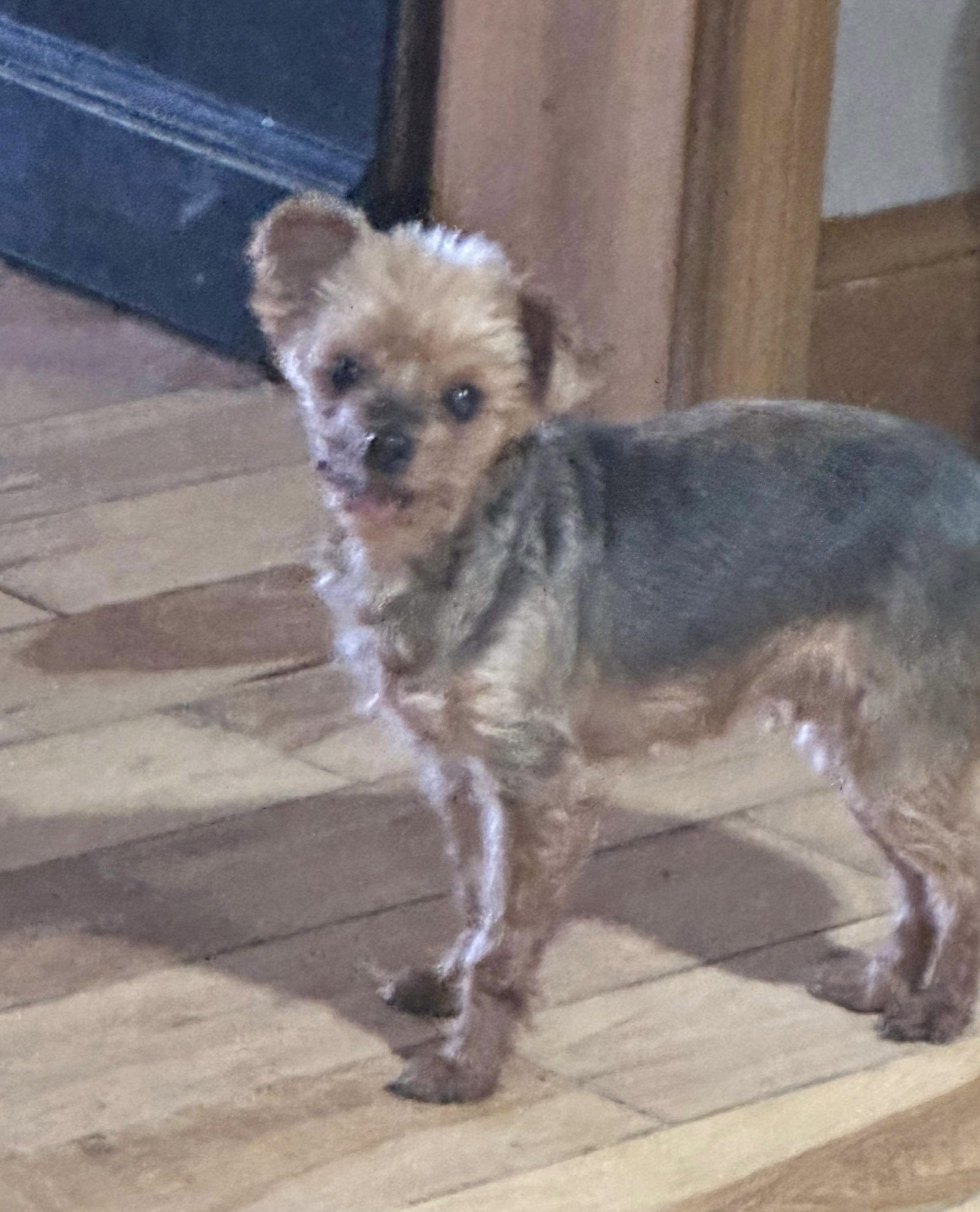 Dog for Adoption - Autumn Sun, a Yorkshire Terrier Yorkie in Licking ...