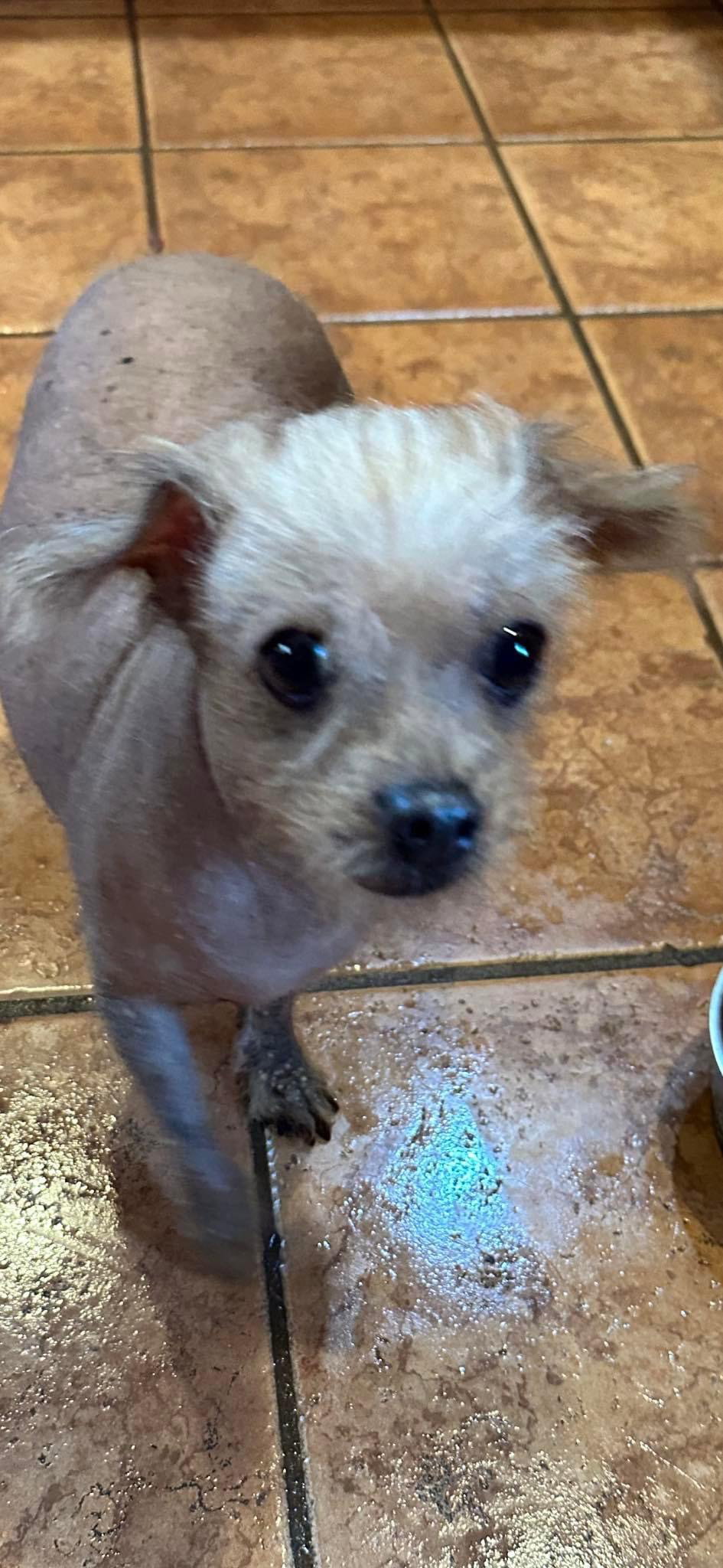 Dog for Adoption - Ruby Rose, a Chinese Crested-Hairless in Columbus, OH | Alpha Paw