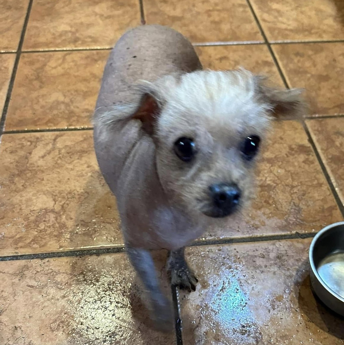 Dog for Adoption - Ruby Rose, a Chinese Crested-Hairless in Columbus, OH | Alpha Paw