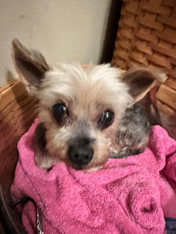Dog for Adoption - Second Chance Seniors ~ Buffy, a Yorkshire Terrier ...