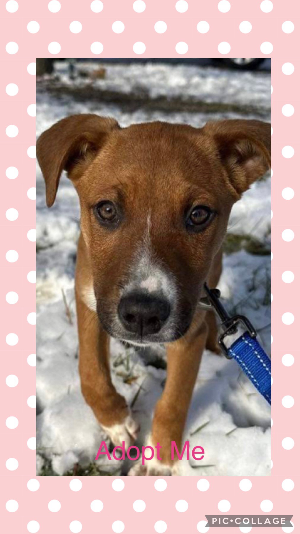 Dog for Adoption - Beautiful Gem Topaz, a Australian Shepherd in ...