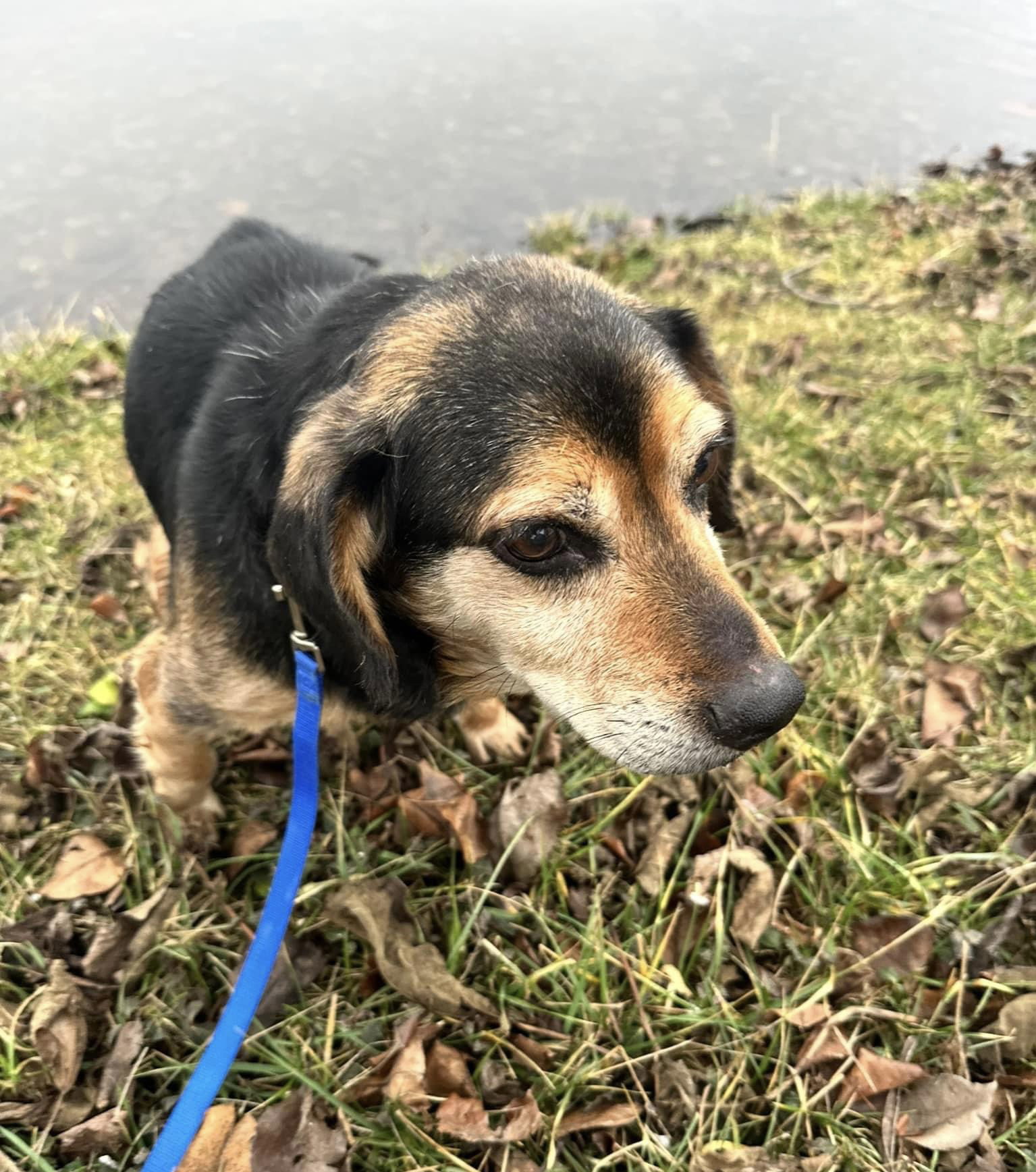 Dog for Adoption - Jasper Cole, a Beagle in Gahanna, OH | Alpha Paw