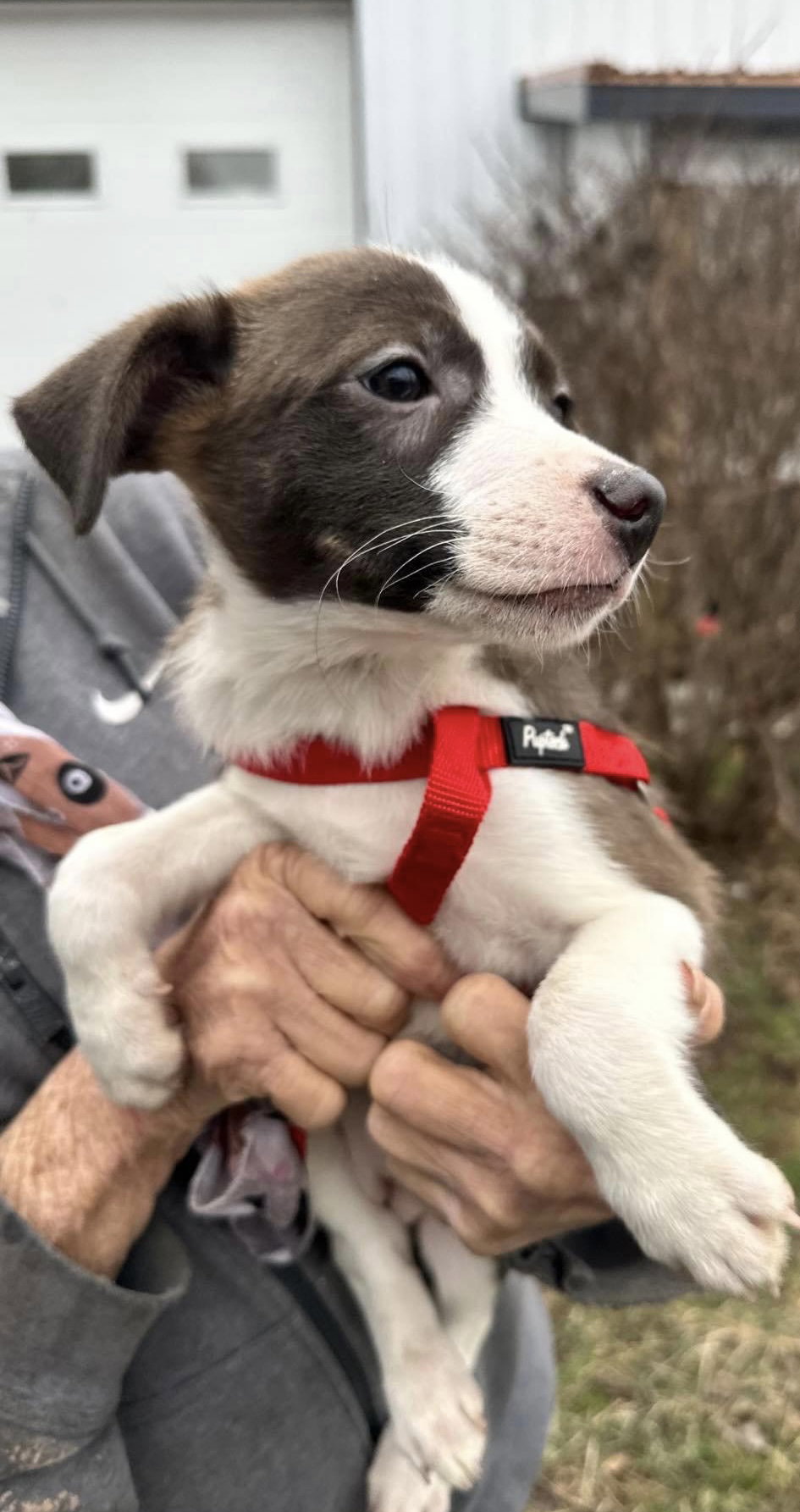 Dog for Adoption - Fancy Car Sibs ~ Mercedes, a Australian Shepherd in ...