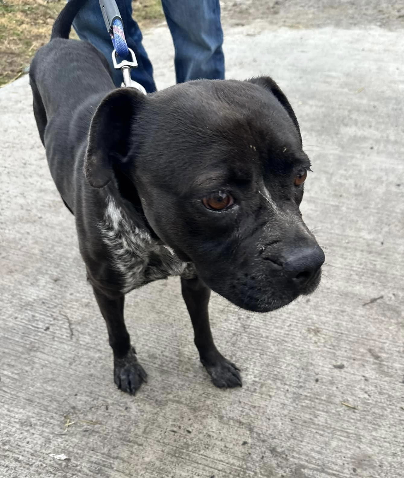 Dog for Adoption - Bella Luna, a Boxer in Leesburg, OH | Alpha Paw