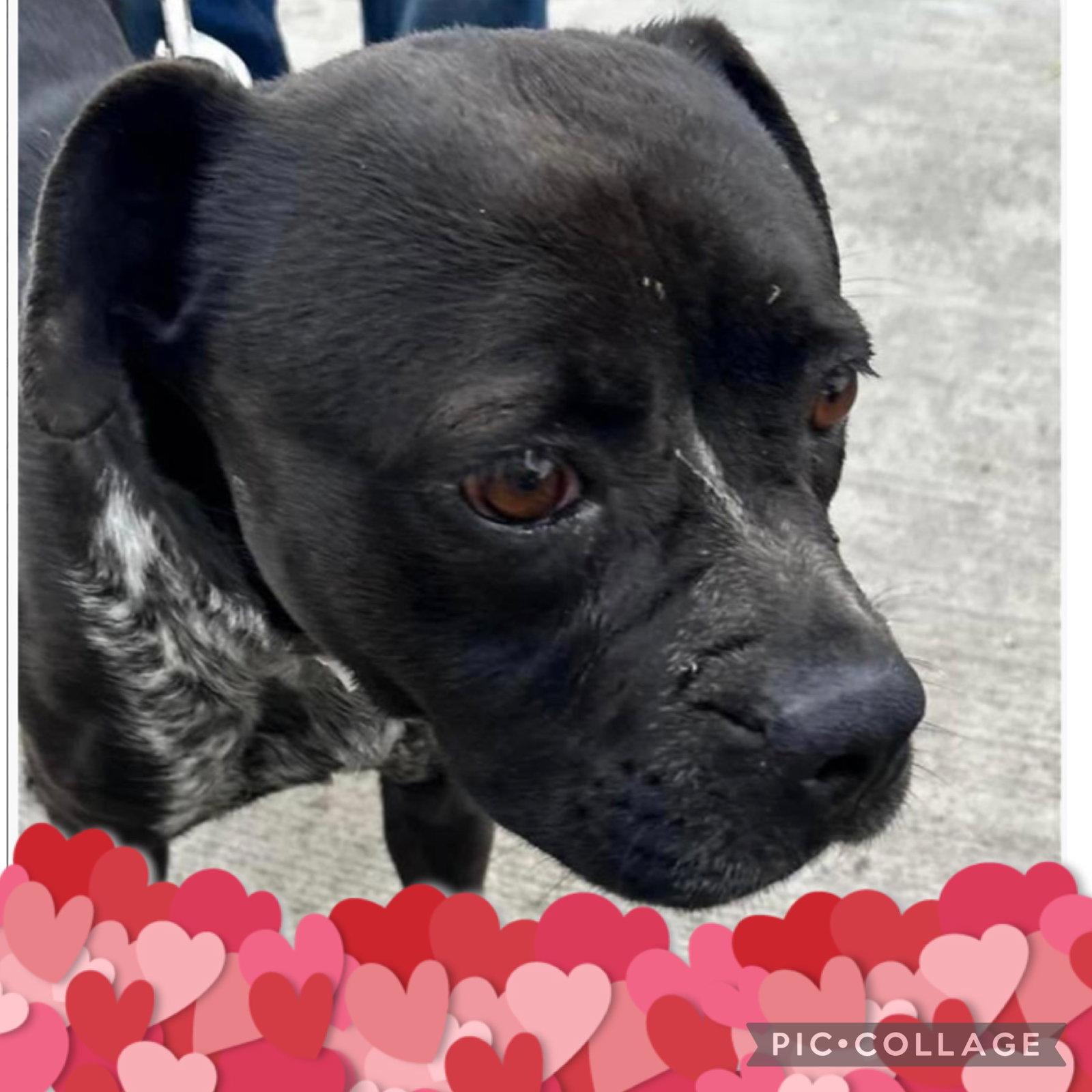 Dog for Adoption - Bella Luna, a Boxer in Leesburg, OH | Alpha Paw