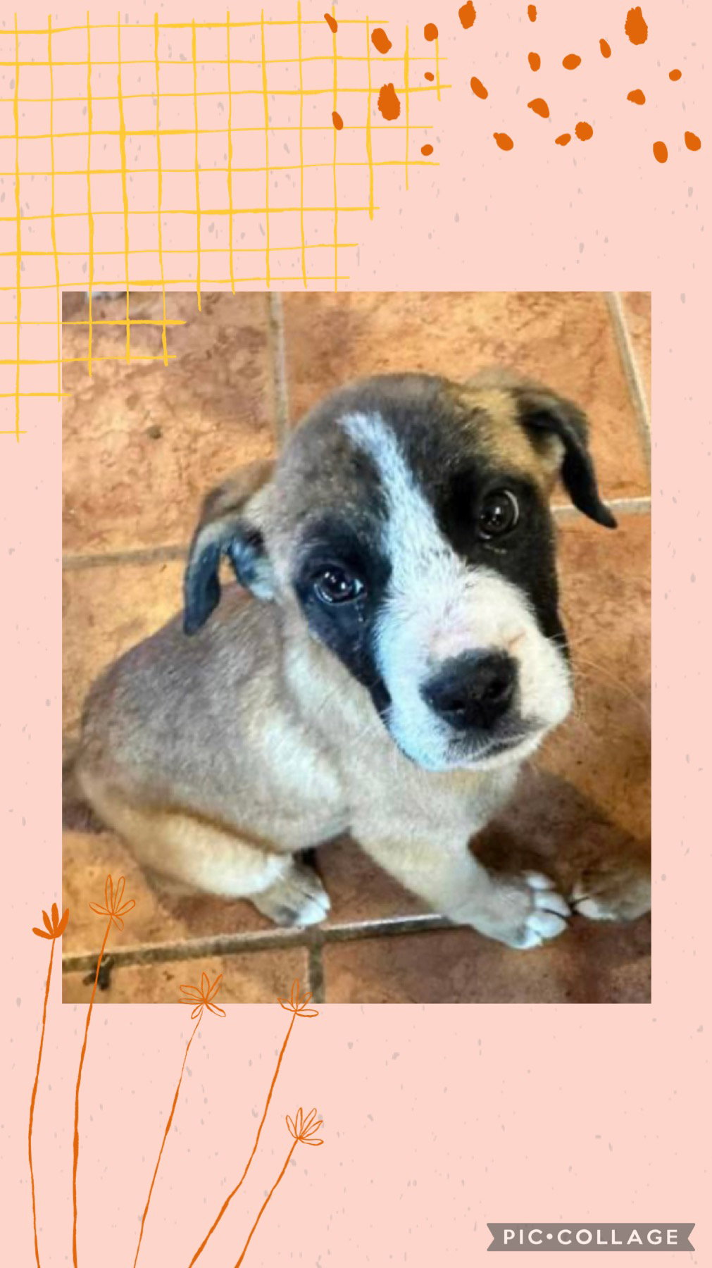 Dog for Adoption - Bengals Kids- JJ Burrows, a German Shepherd Dog in ...