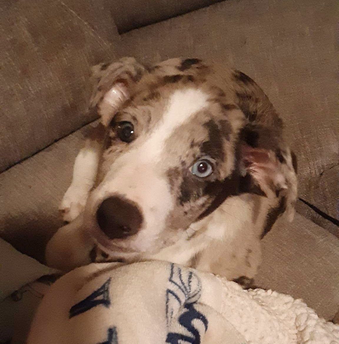 Dog for Adoption - Fancy Car Sibs ~ Porsche, a Australian Shepherd in ...