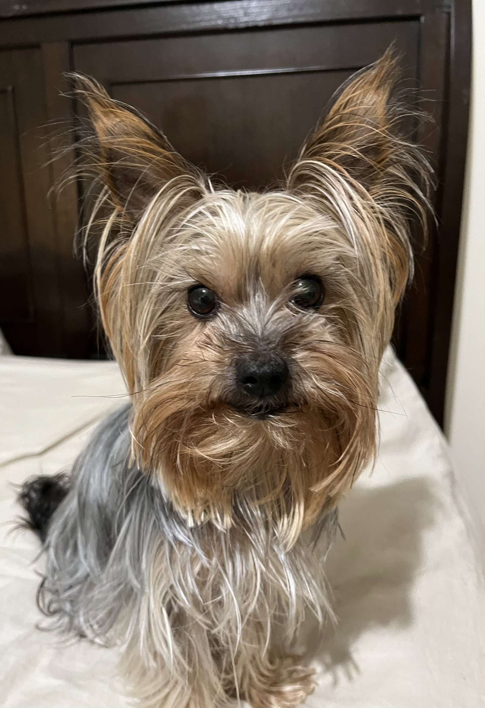 Pixie Yorkie's Web Page