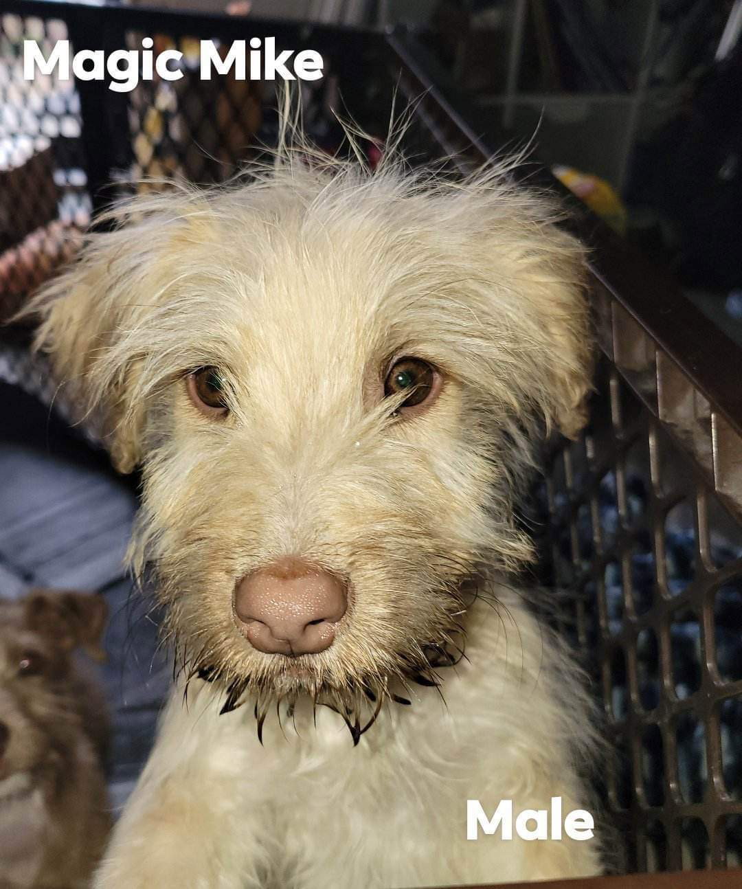 Dog for Adoption - Magic Mike - Mike, a Terrier in Westerville, OH ...
